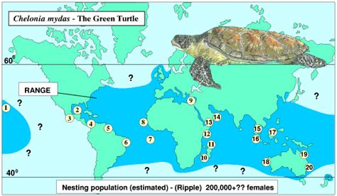 Green Sea Turtle Map