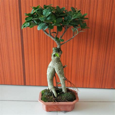 Bonsai Bayan Ficus Microcarpa Furniture And Home Living Gardening