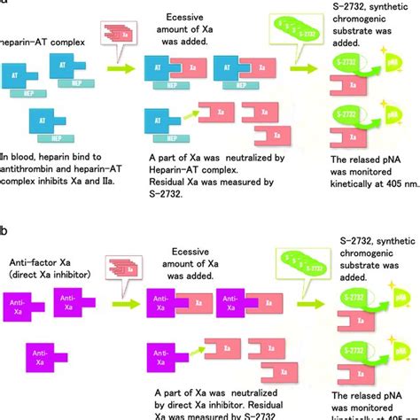 Anti Factor Xa Activity A Prothrombin Time B And Activated
