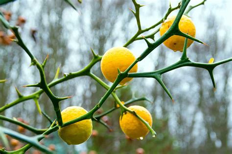 Growing Hardy Orange Trees Get To Know This Unique Thorny Citrus