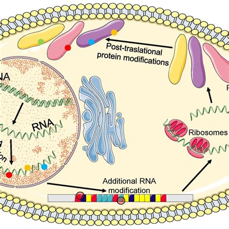 Potential Sites Of Rna Modifications Dna Deoxyribonucleic Acid Rna Download Scientific