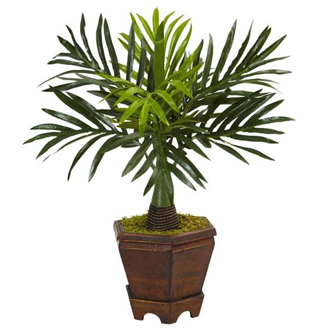 Mini Palm Tree Looking Houseplant At Ruth Jefferson Blog