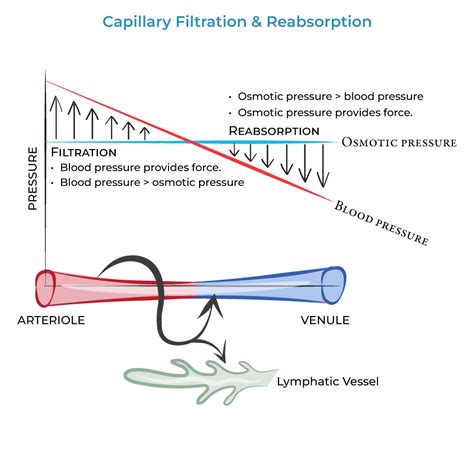 Hydrostatic Pressure Capillary