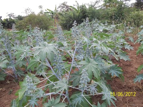 Castor Seed Africa