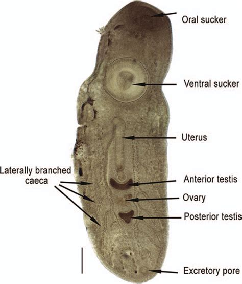 Flukes Parasite