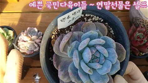 행복도 셀프 다육이 선물도 셀프 ~ 꽃나래다육에서 온 먼로변이 다시 도전합니다 이젠 색감이 이상하게 예쁘다고 해도 적심하지 않을래요 Youtube