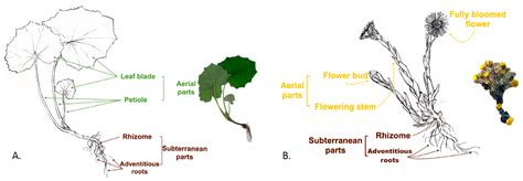 Acetabularia Labeled Dissection Scope