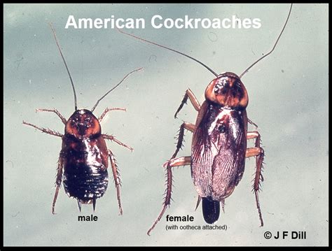 How To Identify Male And Female Cockroach At Marylynn Boucher Blog