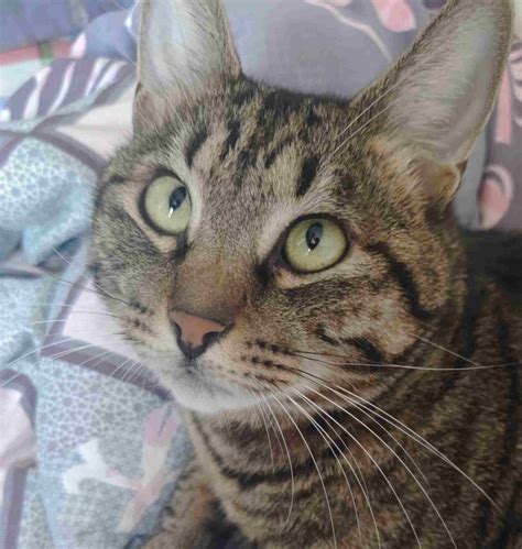 上海大学家教 刘教员本科大三在读所学专业：机器人工程 （编号2004456） 【上海家教中心】