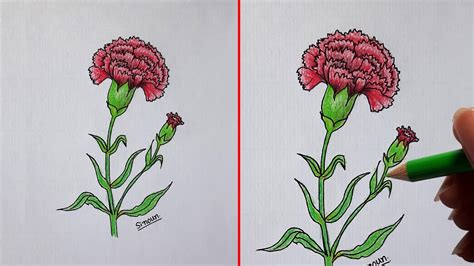 How To Draw Carnation Flowers