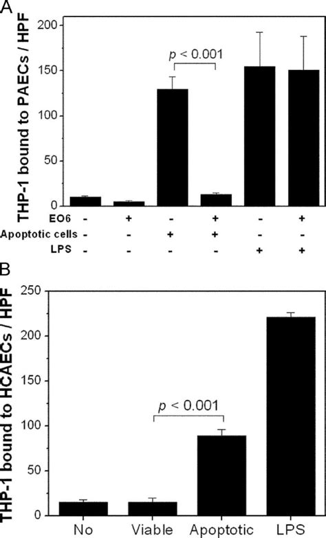Monocyte Adhesion To Endothelial Cells Induced By Apoptotic Cells A