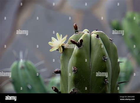 Sydney Australia Small Flower Of A Myrtillocactus Geometrizans A