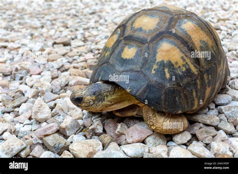 Radiated Tortoise Astrochelys Radiata Critically Endangered Endemic