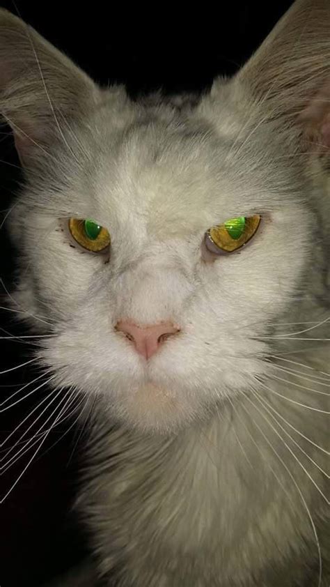 I Was Told Today That My Cat Looks Like Ron Pearlman R Funny