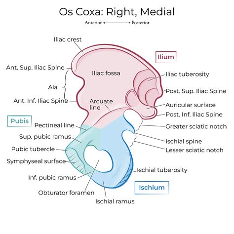 Tubercle Of Iliac Crest Surface Anatomy