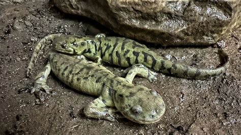 Tiger Salamanders In Southern Alberta Oh My Cbc Ca