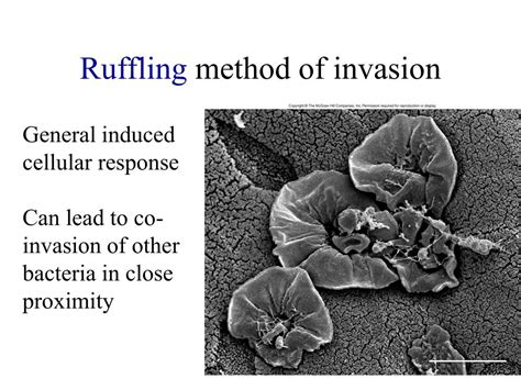 Ppt Introduction To Host Microbe Interactions Powerpoint Presentation Id 219703