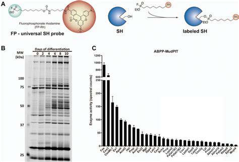 Sample Abpp Data Obtained With Fp Based Probes A Reporter Tagged Download Scientific Diagram