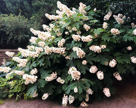 Pruning Oakleaf Hydrangea Bushes Ultimate Beginners Guide Gardening