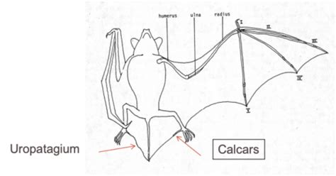 Chiroptera Flashcards Quizlet