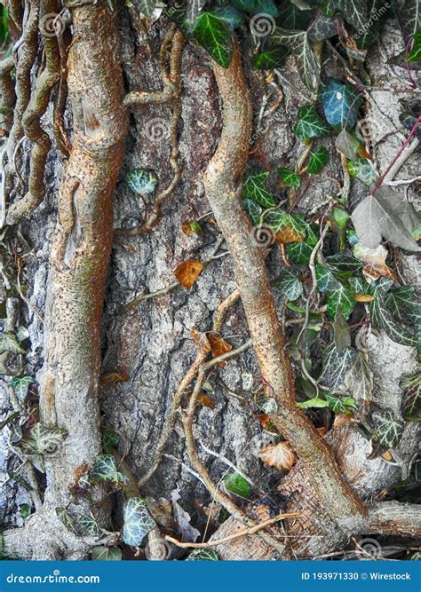 Adventitious Tree Roots Along Chestnut Drive Walking Trail Singapore