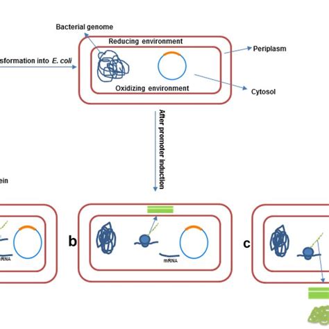 Translocation Of Recombinant Proteins In E Coli A Recombinant Download Scientific Diagram