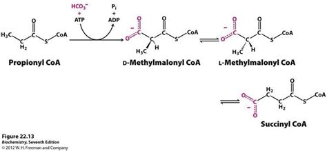 Propionyl Coa Alchetron The Free Social Encyclopedia