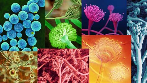 Who Issues Warning About Fungal Pathogens That Are A Global Health