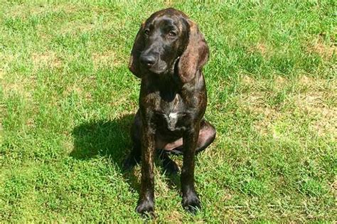 10 Things You Didnt Know About The Plott Hound