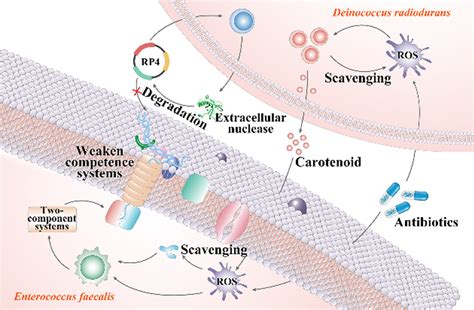 Enterococcus Faecalis Gram Stain Morphology