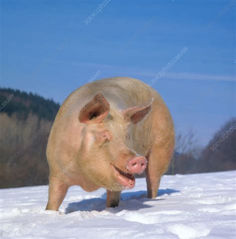 Domestic Pig Stock Image C0144212 Science Photo Library