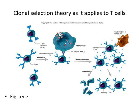 Ppt Lymphatic System And Immune System Powerpoint Presentation Free