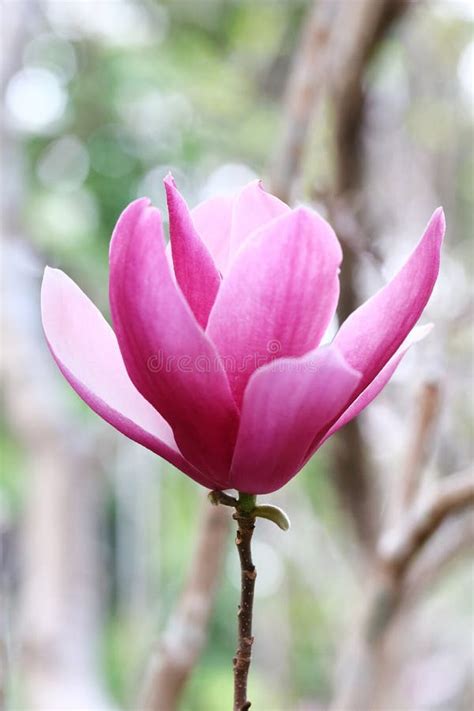 The Purple Yulania Liliiflora Flower Stock Image Image Of Spring