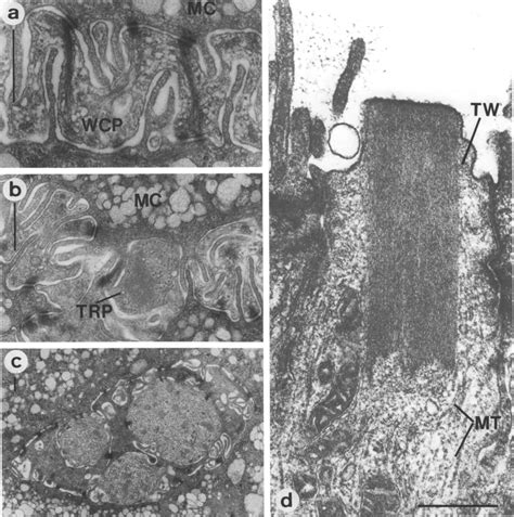 A C Horizontal Sections Through Wing Cell Processes A The Wing Cell