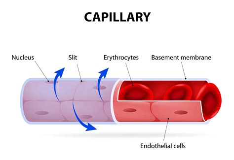 Capillaries Riset
