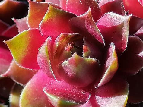 Alam Maju Sayur Mayur Foto Gratis Di Pixabay Pixabay