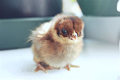 Flock Additions Easter Egger Chicks And Pekin Ducklings • Lake And River