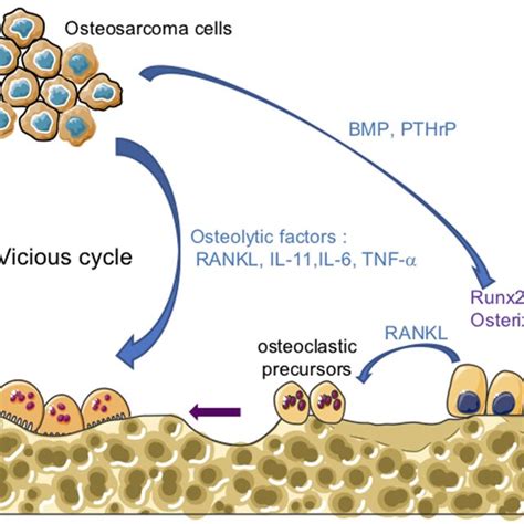 The Vicious Cycle Between Tumor And Bone Cells During Osteosarcoma