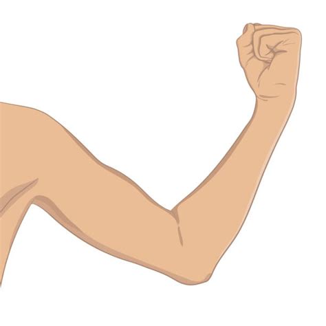 Clipart Elbow