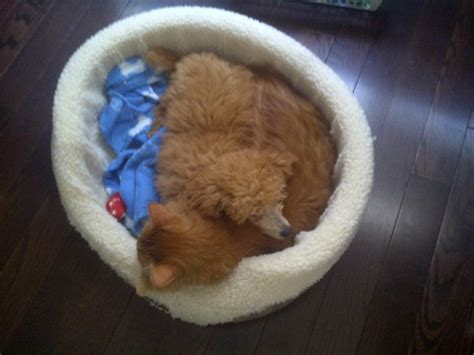 Rusty And His Buddy Cat Adoreannies Poodlesadoreannies Poodles