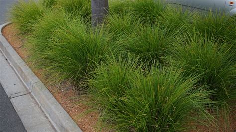 Lomandra Tanika® Hello Hello Plants