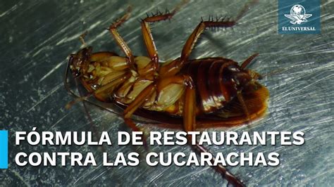 10 Remedios Caseros Y Efectivos Para Eliminar Cucarachas En Casa