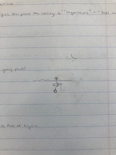 Biology Plants Flashcards Quizlet