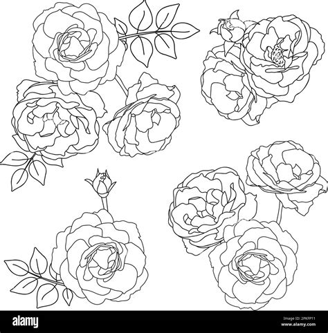 Rose Hand Drawn Illustration In Vecor Sketches Line Art Stock Vector