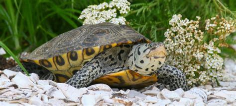 Diamondback Terrapins Our Salt Marsh Turtles New Jersey Conservation