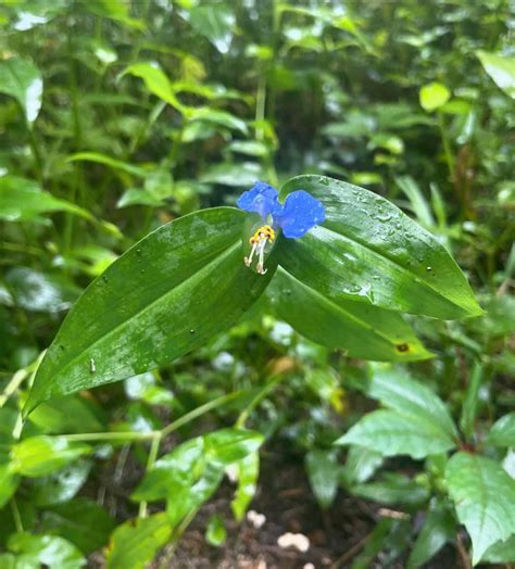 Commelina Communis Asiatic Dayflower Eat The Planet