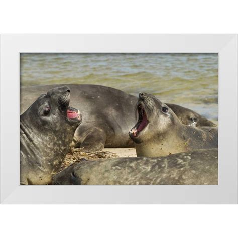 Illg Cathy And Gordon 32x23 White Modern Wood Framed Museum Art Print