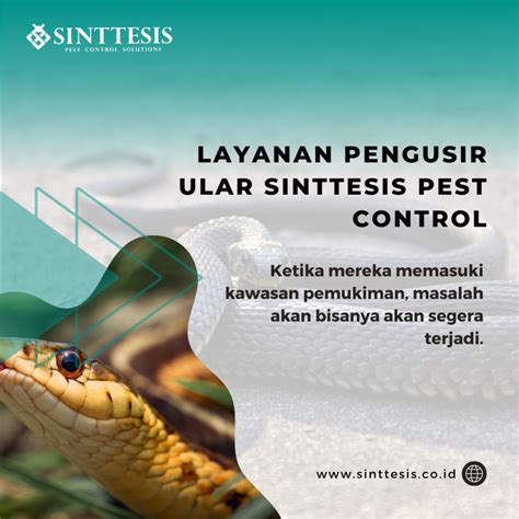 Layanan Pengusir Ular Sinttesis Pest Control Sinttesis