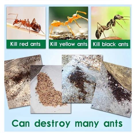 Yellow Ants Or Termites