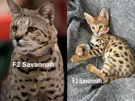 Savannah Cat F5 Size